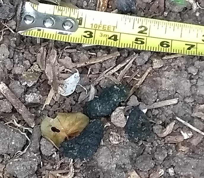 #30DaysWild 5: Hedgehogs – Sophie Atherton